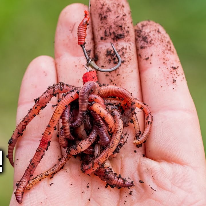 Ali Hamidi Worm Rig - Cally's Carpy Customs